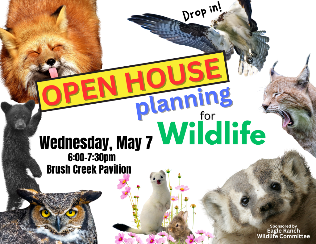 Eagle Ranch Wildlife Open House - EagleOutside